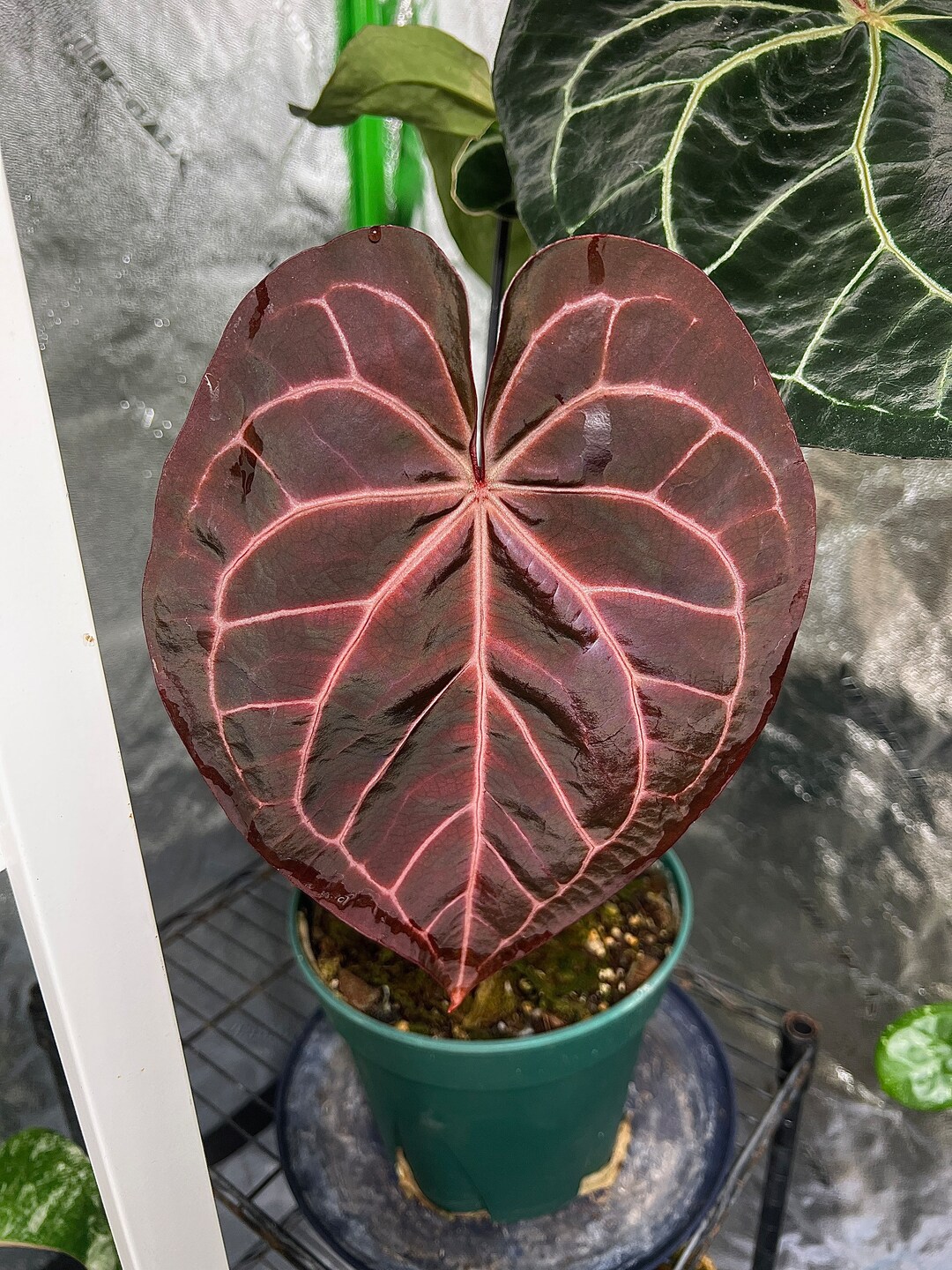 US Anthurium Doc Block F2 X Luxurians Rare Aroid - Etsy