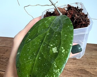 Hoya Michele Splash - Etsy