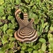 Pachyderm Bass Illusion Wood Magnet: Les Claypool Inspired Art - Etsy