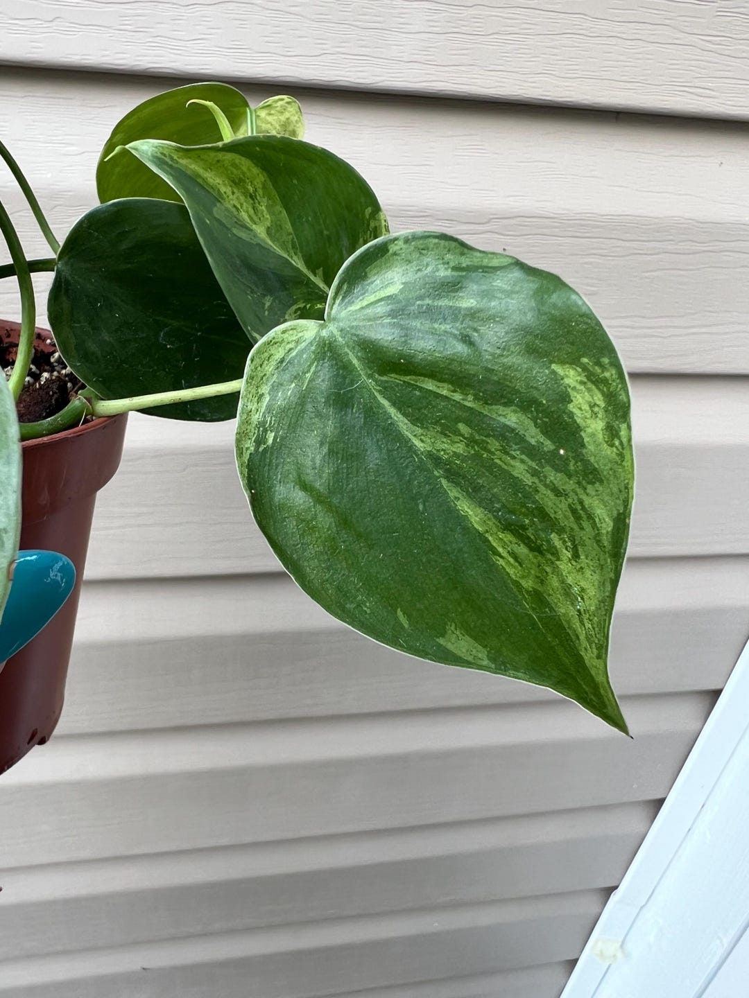 Variegated Heartleaf Philodendron - Etsy