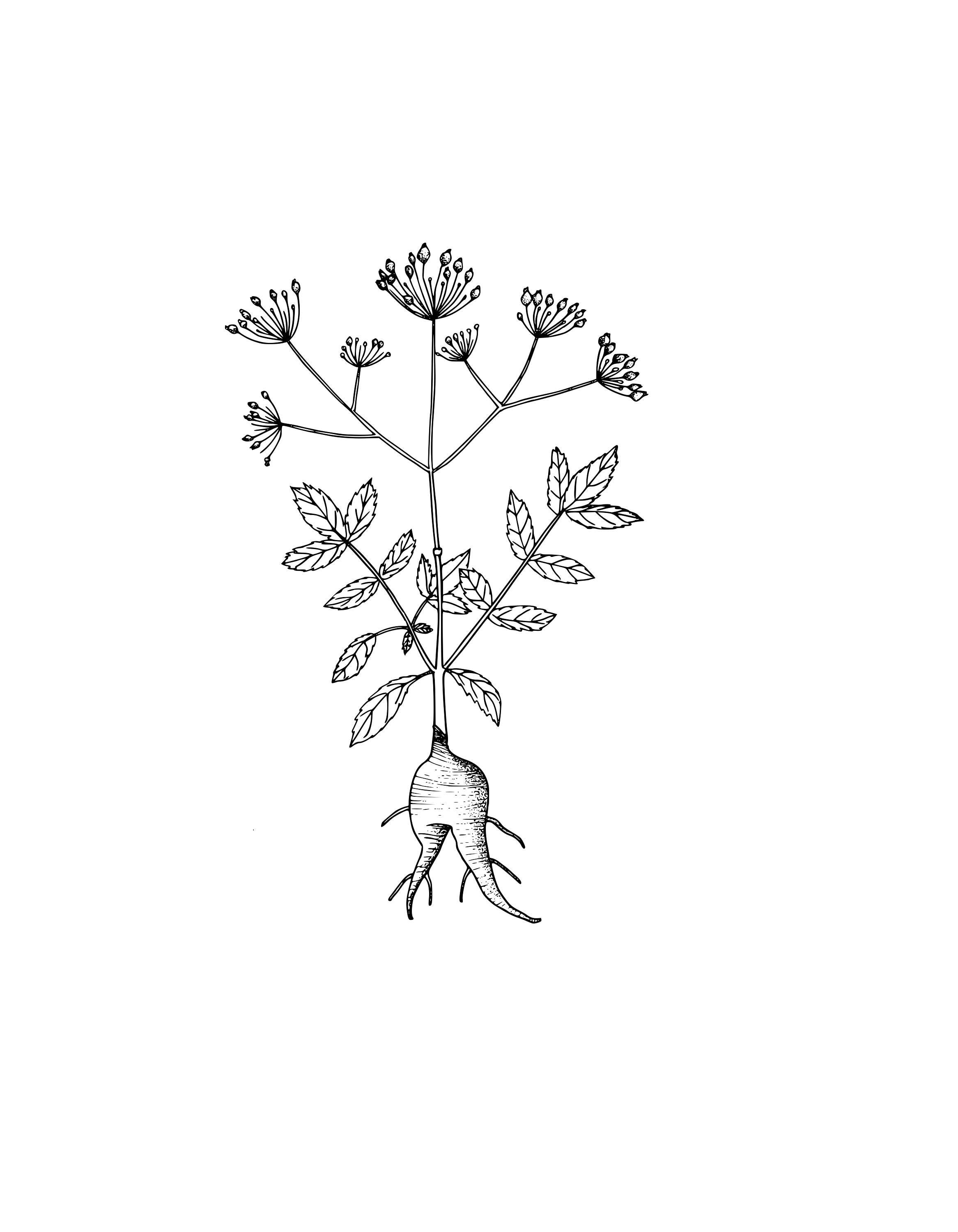Flower With Roots Coloring Page