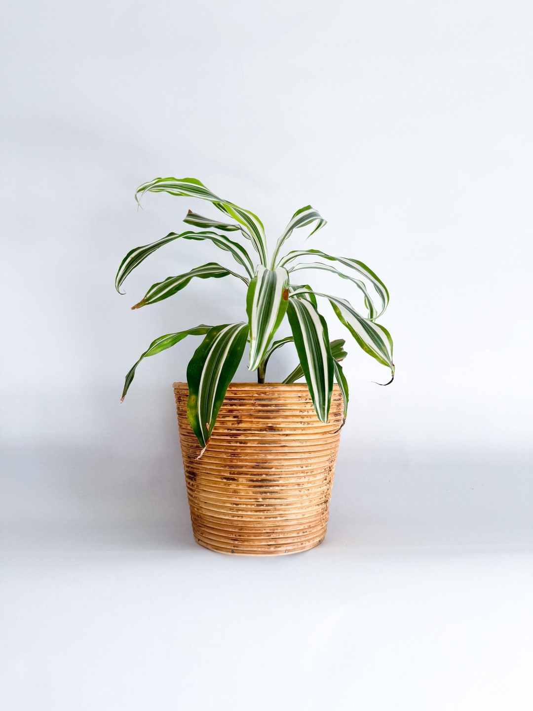 Gabriella Crespi Style Reed Planter – Mid Century Italian Pencil Reed ...