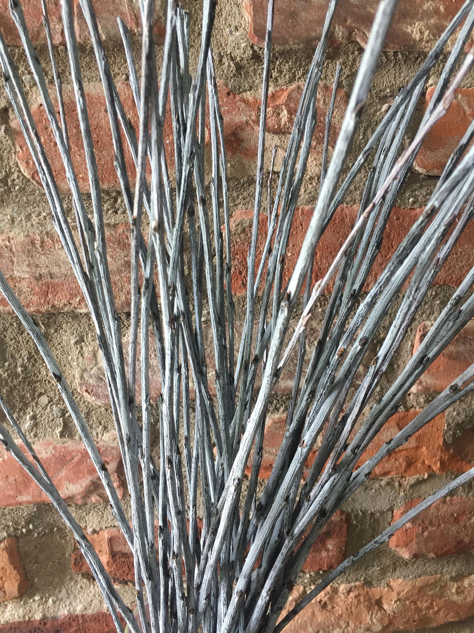 50 Dried Willow Branches Decorative Branches Etsy