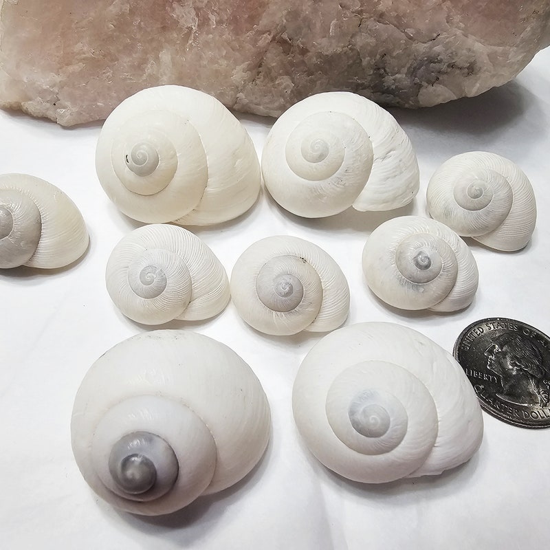 Snail Shells - Etsy