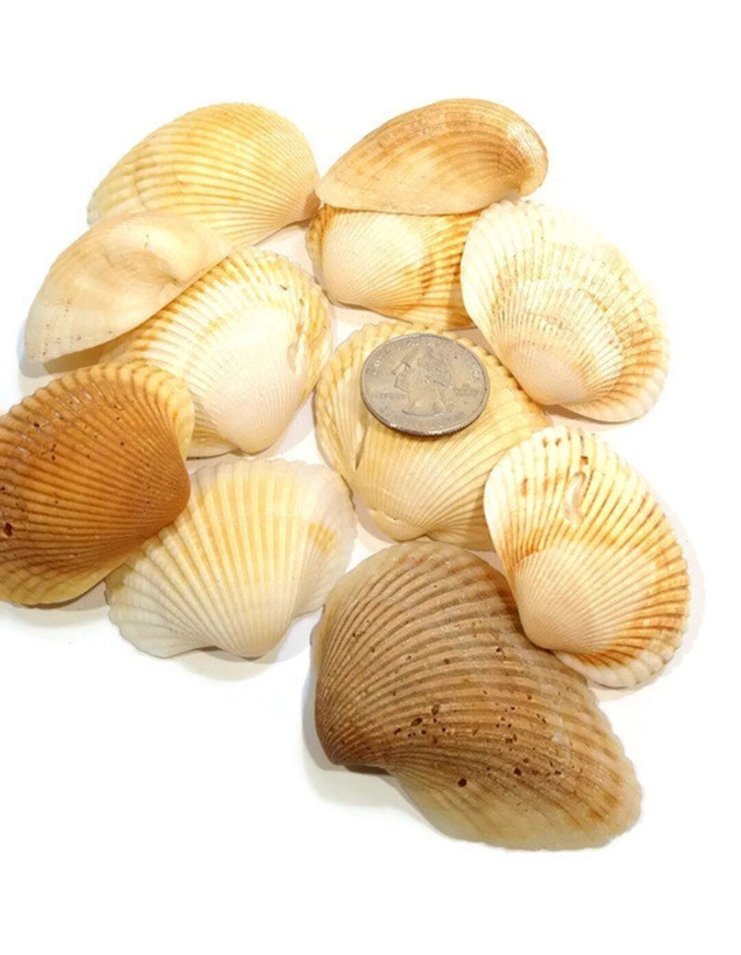 Orange Yellow Shells ethically Sourced hand Collected, Craft Shells ...