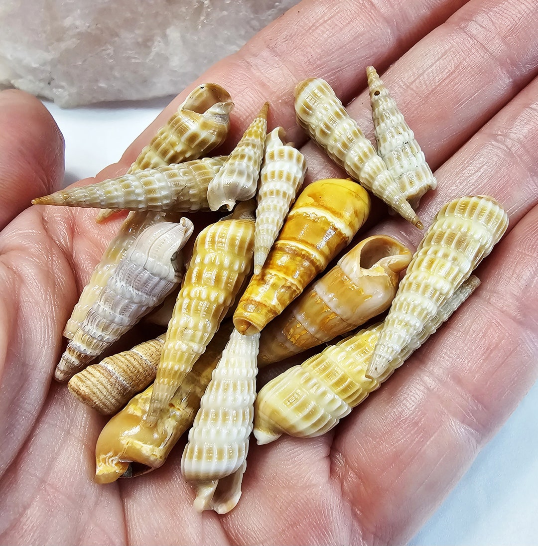 10 SMALL Auger Shells -ETHICALLY SOURCED -hand Collected, Mini Shells ...