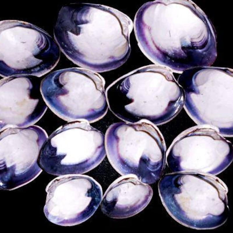Quahog Shell - Etsy