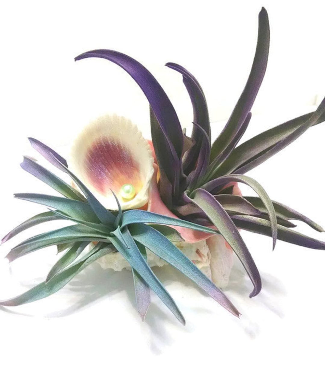 Pink Murex Shell Air Plant Beach Decor Shell Planter Air - Etsy