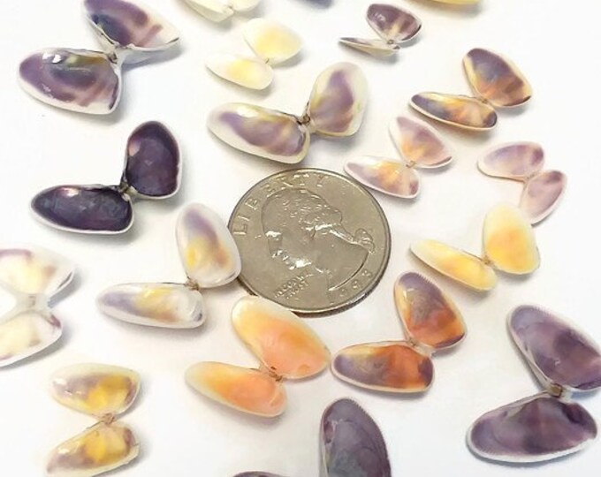 Colorful Coquina Clam Butterfly Shells, Hand Collected, Shell Art ...