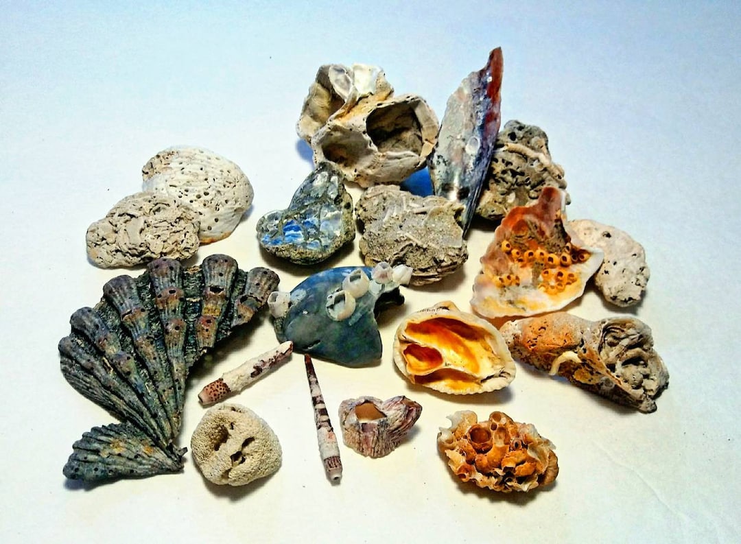10 Pc Unique Beach Finds hand Collected Fossil Shells Beach - Etsy