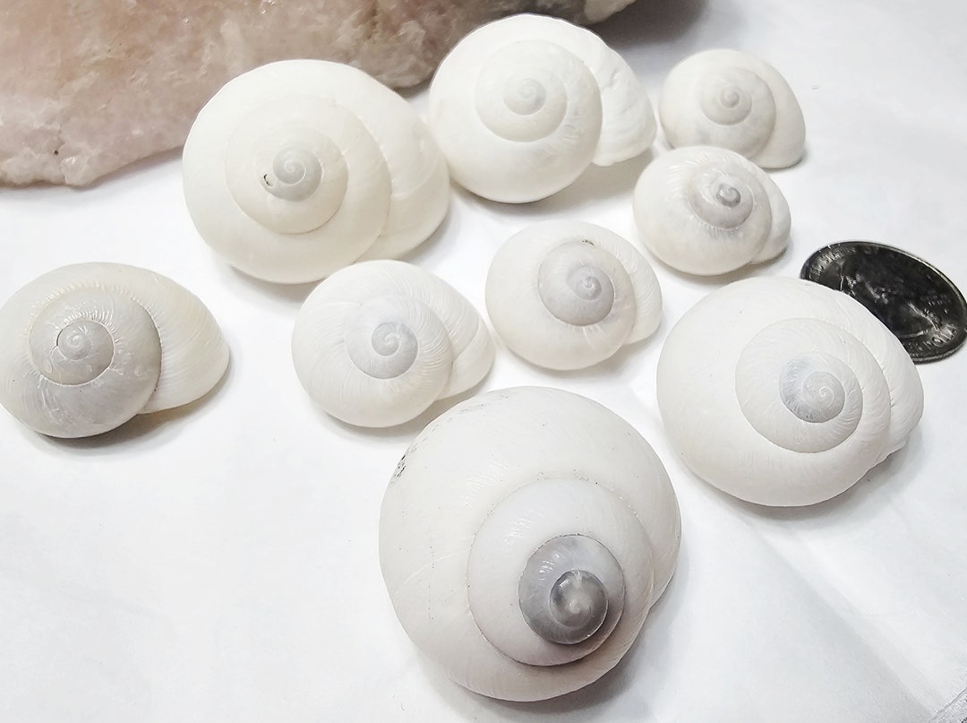 10 White Snail Shells ETHICALLY SOURCED Hand Collected - Etsy