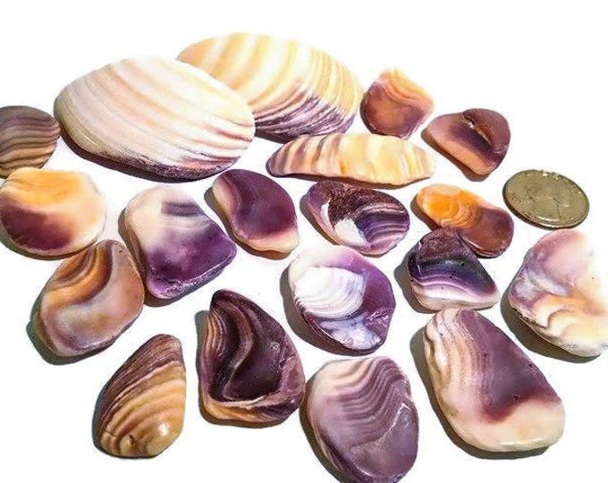 Wampum Shell Pieces SMALL hand Collected, Quahog Shells, Craft Shells ...