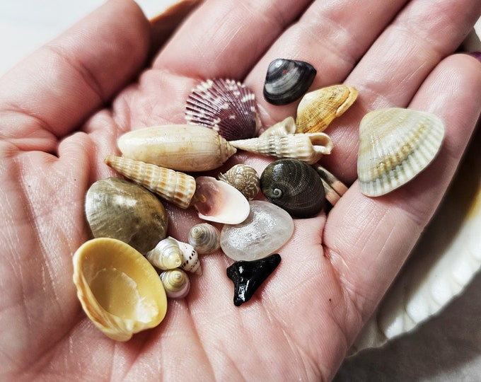 Miniature Shells -hand Collected, Craft Shells, Small Shells, Beach ...