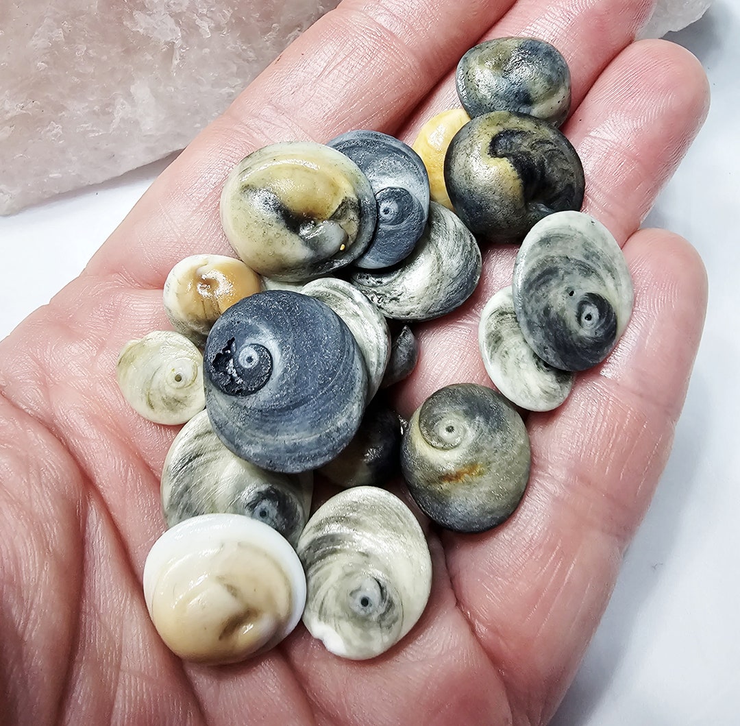 25 Cat Eye Shells, Shiva Eye Shell hand Collected, ETHICALLY SOURCED ...