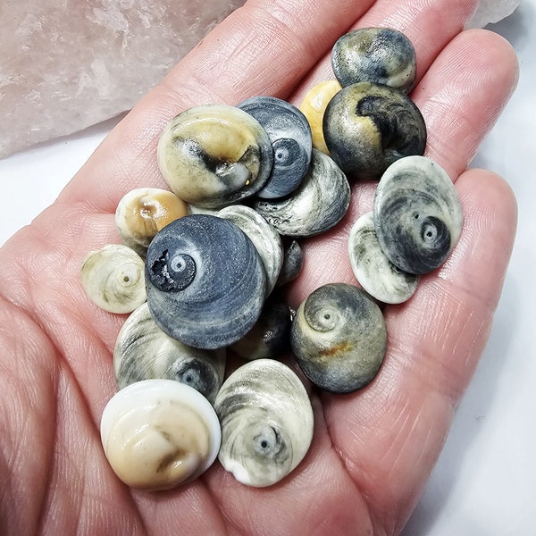 Rare Shells - Etsy