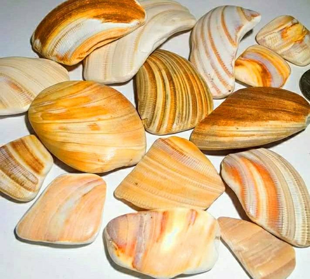 10 Wampum Shells (orange & Yellow) -hand Collected, Quahog Shell, Craft ...