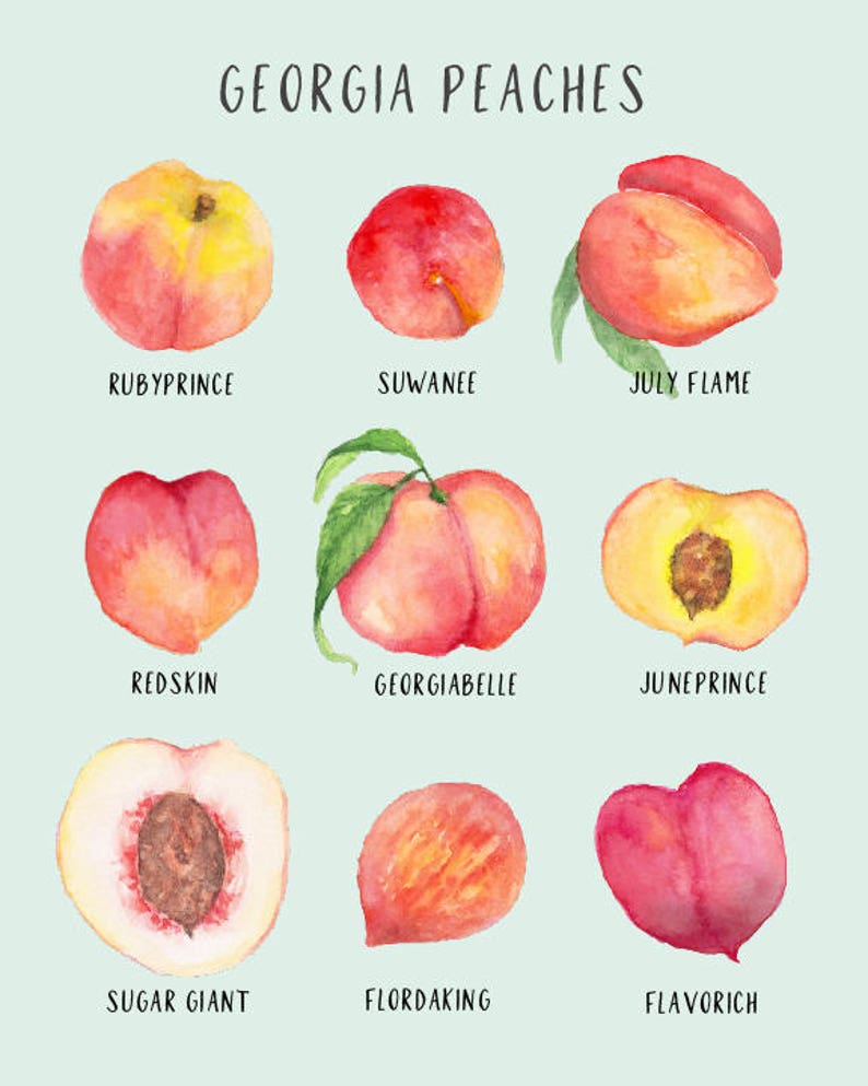Georgia Peaches Print Black Font Variety Of Peaches Etsy