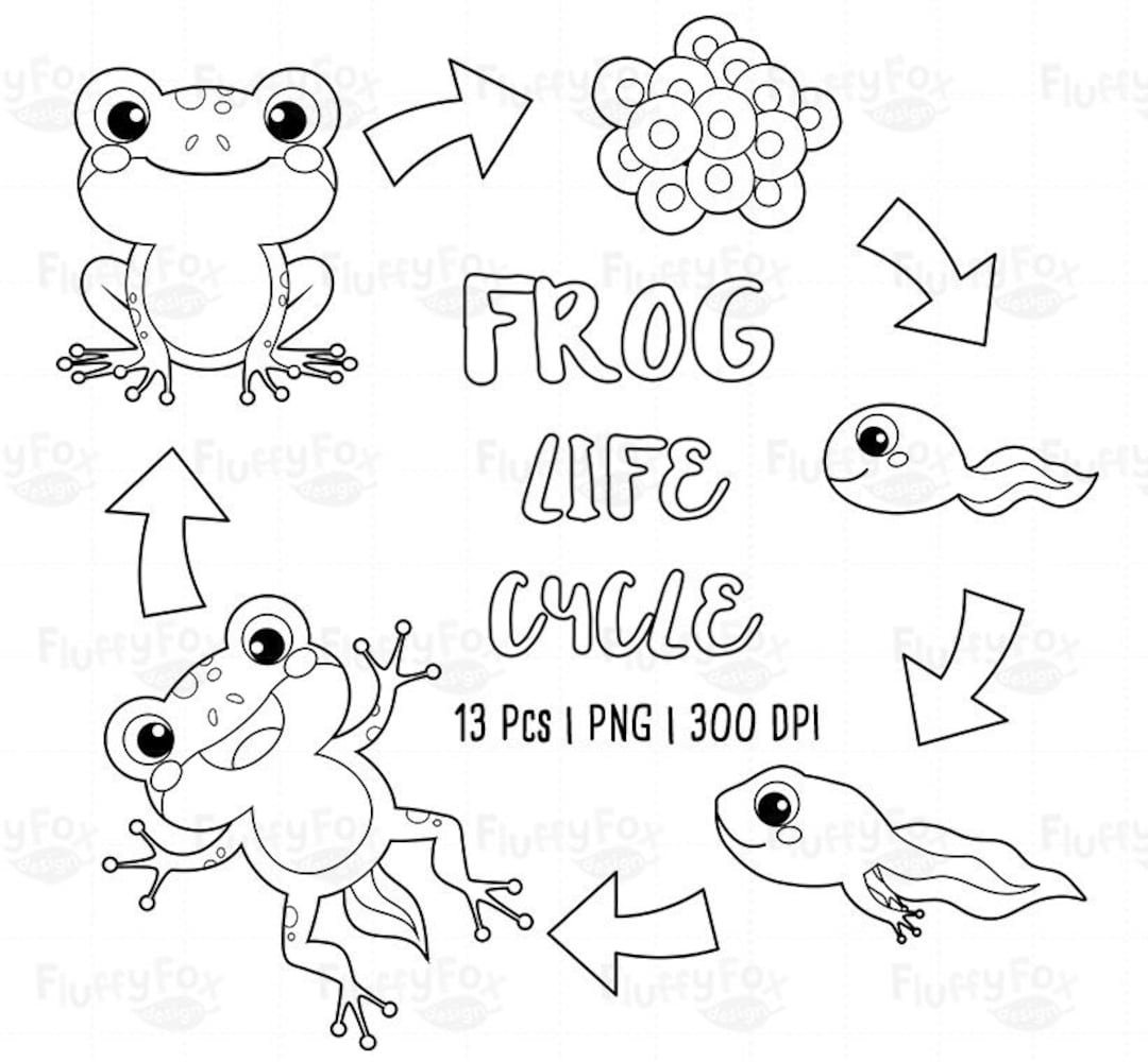 Frog Life Cycle Digital Stamp, Pond Animals Lineart Tadpole Froglet ...