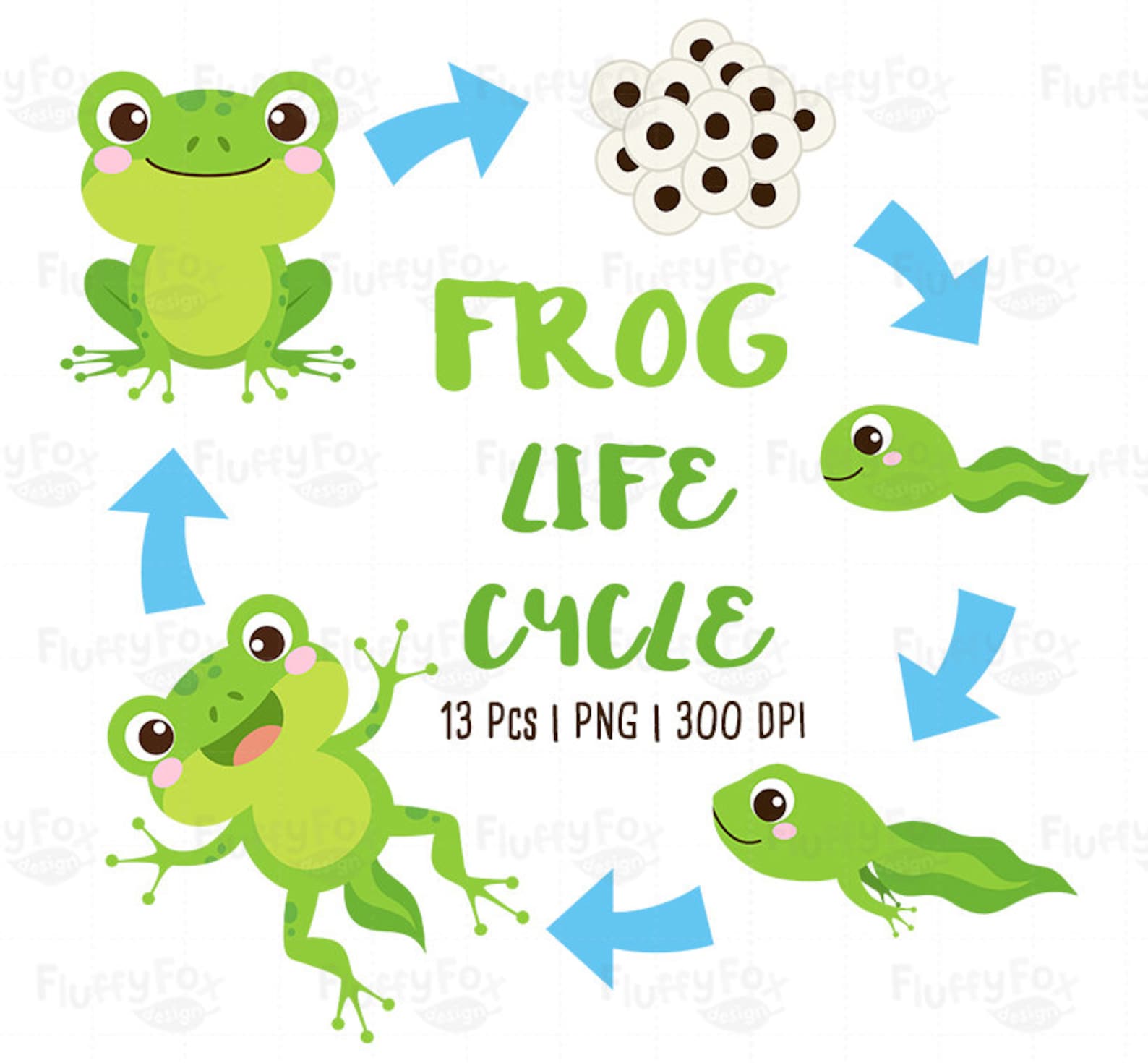 Frog Life Cycle Clipart Pond Animals Clip Art Tadpole - Etsy Canada