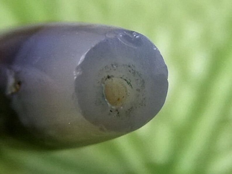 Authentic/ancient Very Rare Tibetan Black & White Chung Dzi Bead - 32mm ...