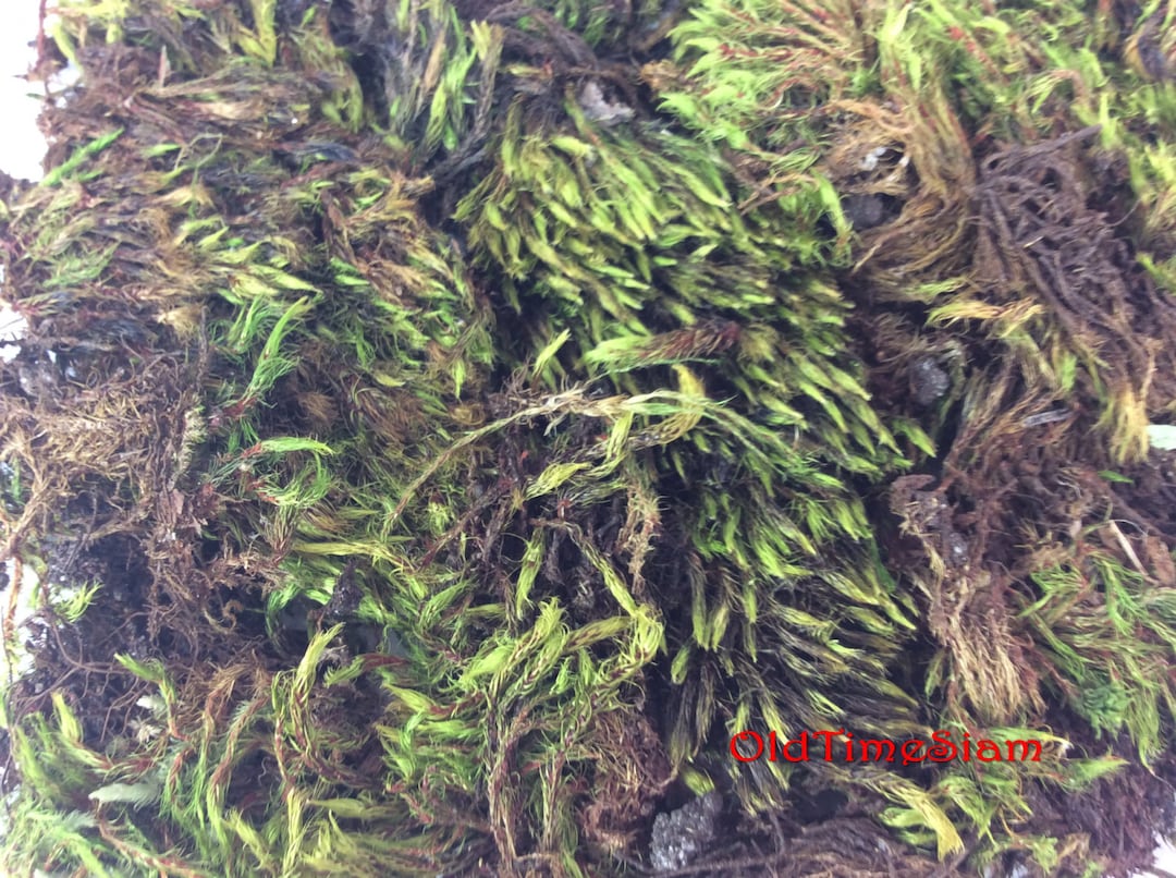 Fake Moss Algae Thallophytic Plant Lichen Green Jardiniere - Etsy