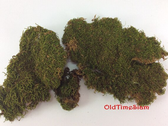 Fake Moss Algae Thallophytic Plant Lichen Green Jardiniere | Etsy