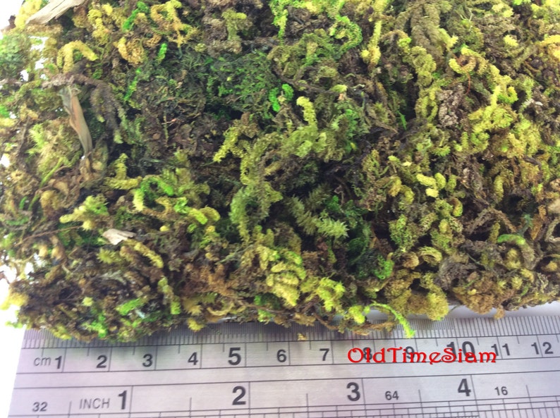 Fake Moss Algae Thallophytic Plant Lichen Green Jardiniere - Etsy