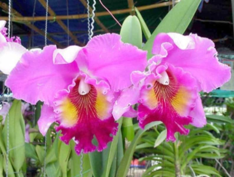 Cutter Cattaleya Cattleya Medium Flower Petal Leaf Set Leaves Mold Floral Fleur Clay Making ...