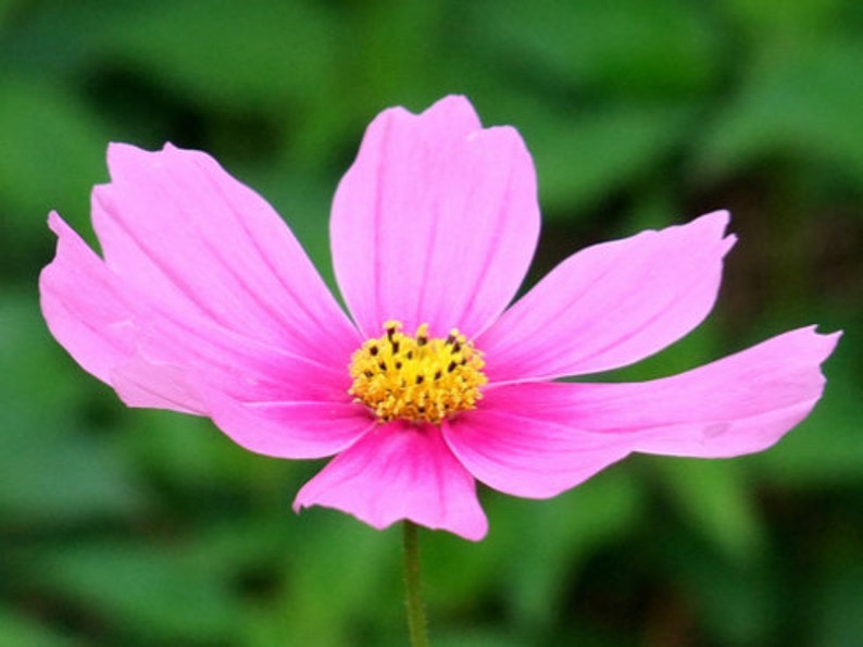 Cosmos Small Petal Mold Resin Clay Making Floral Petal Vein Mould ...