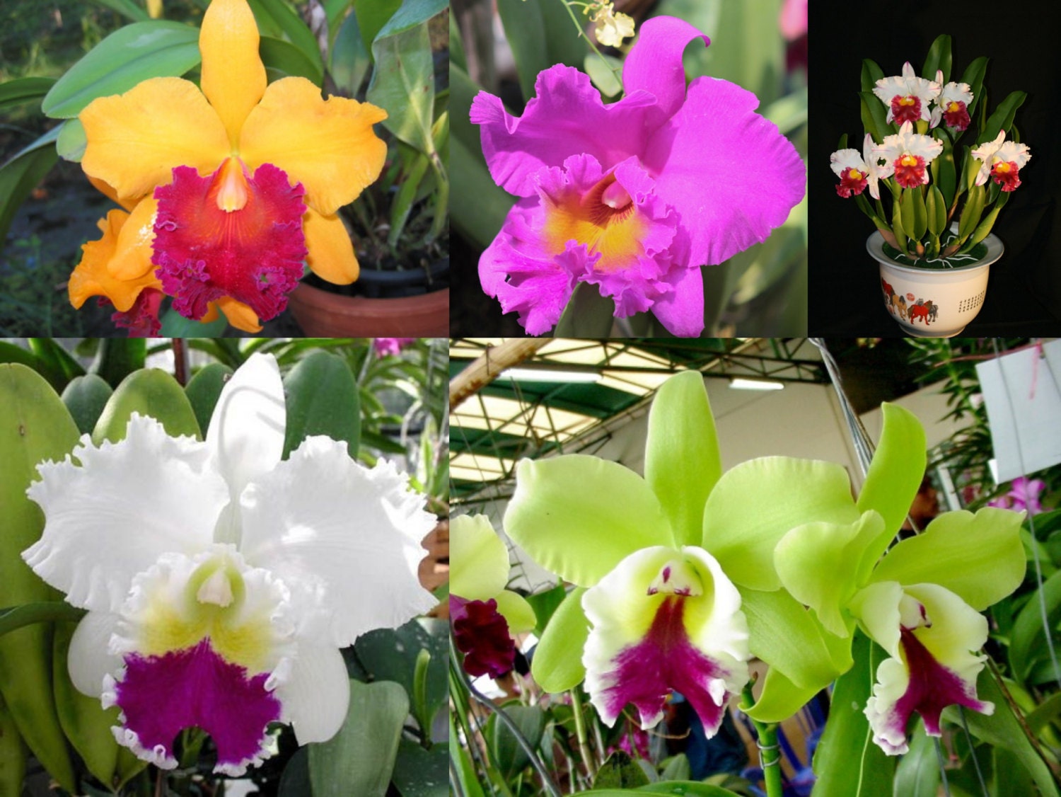 Cutter Cattaleya Cattleya Medium Size Flower Petal Leaf Set Leaves Mold Floral Fleur Clay Making ...