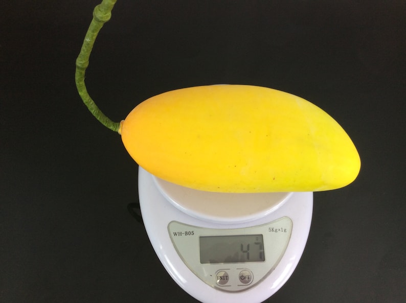 Yellow Mango Mangoes Artificial Lifelike Simulation Faux Fake Fruit - Etsy