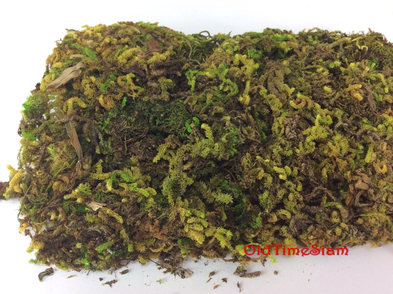 Fake Moss Algae Thallophytic Plant Lichen Green Jardiniere Growing ...