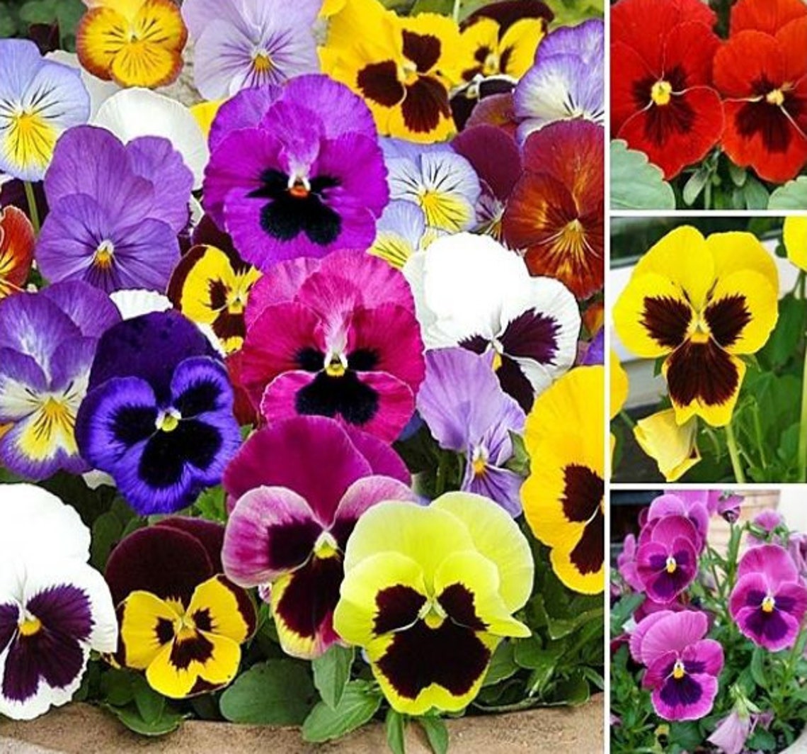 Cutter Pansy Brunig Viola Tricolor Hortensis Flower Petal Leaf Set ...