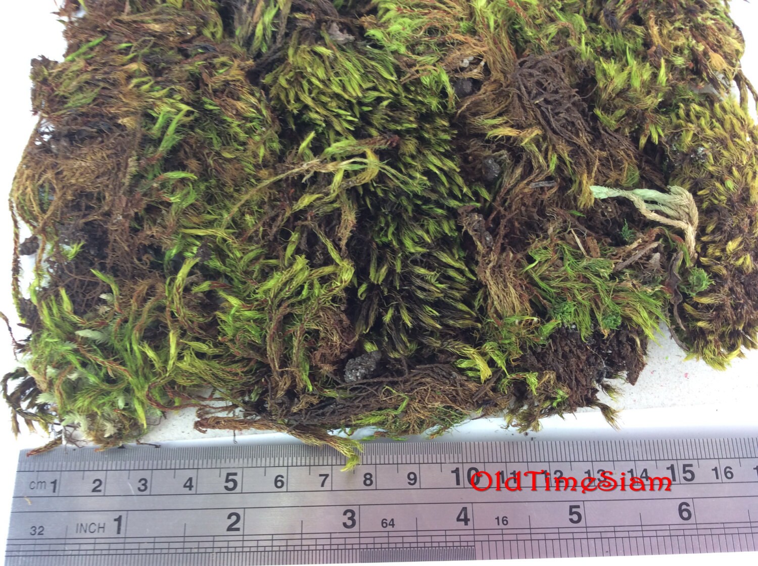 Fake Moss Algae Thallophytic Plant Lichen Green Jardiniere Growing ...