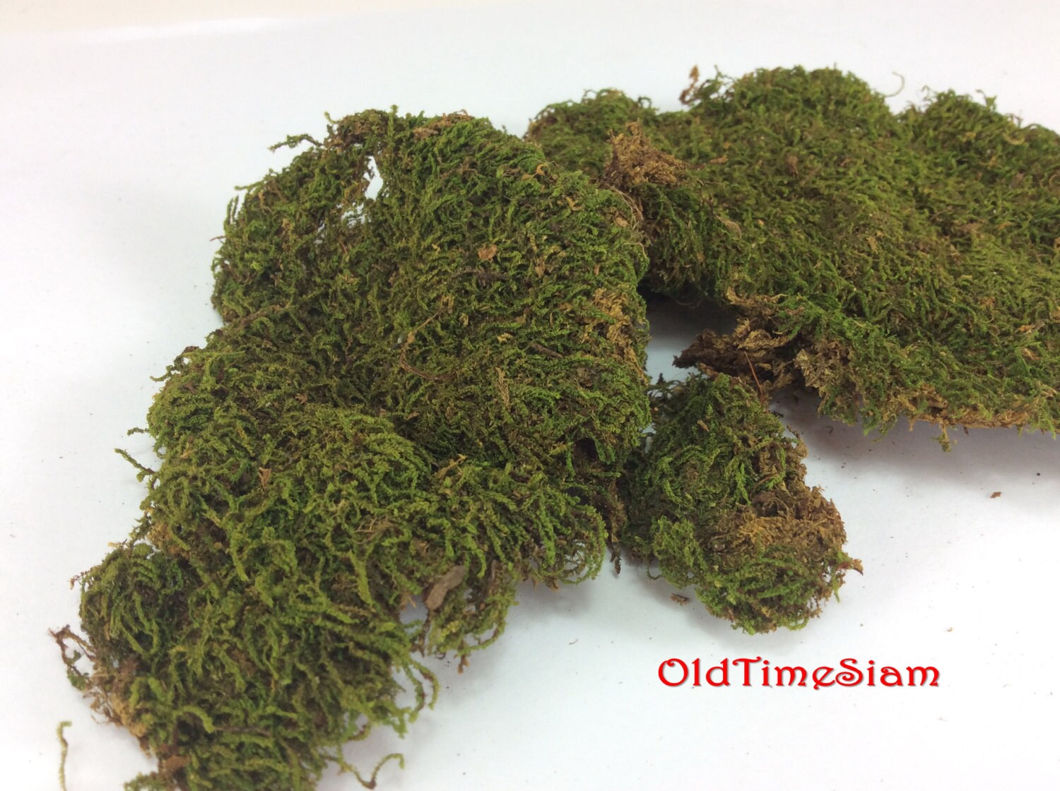 Fake Moss Algae Thallophytic Plant Lichen Green Jardiniere Growing ...
