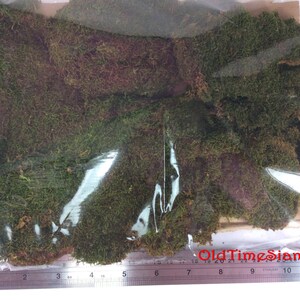 Fake Moss Algae Thallophytic Plant Lichen Green Jardiniere | Etsy