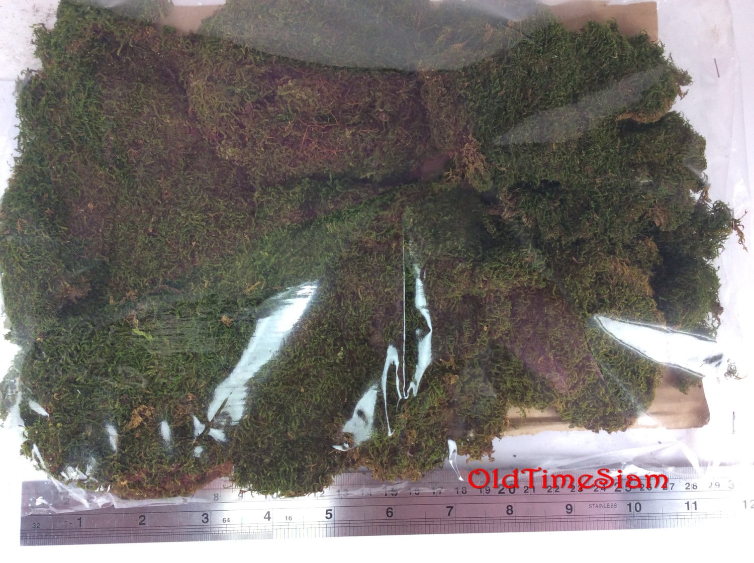 Fake Moss Algae Thallophytic Plant Lichen Green Jardiniere Growing ...