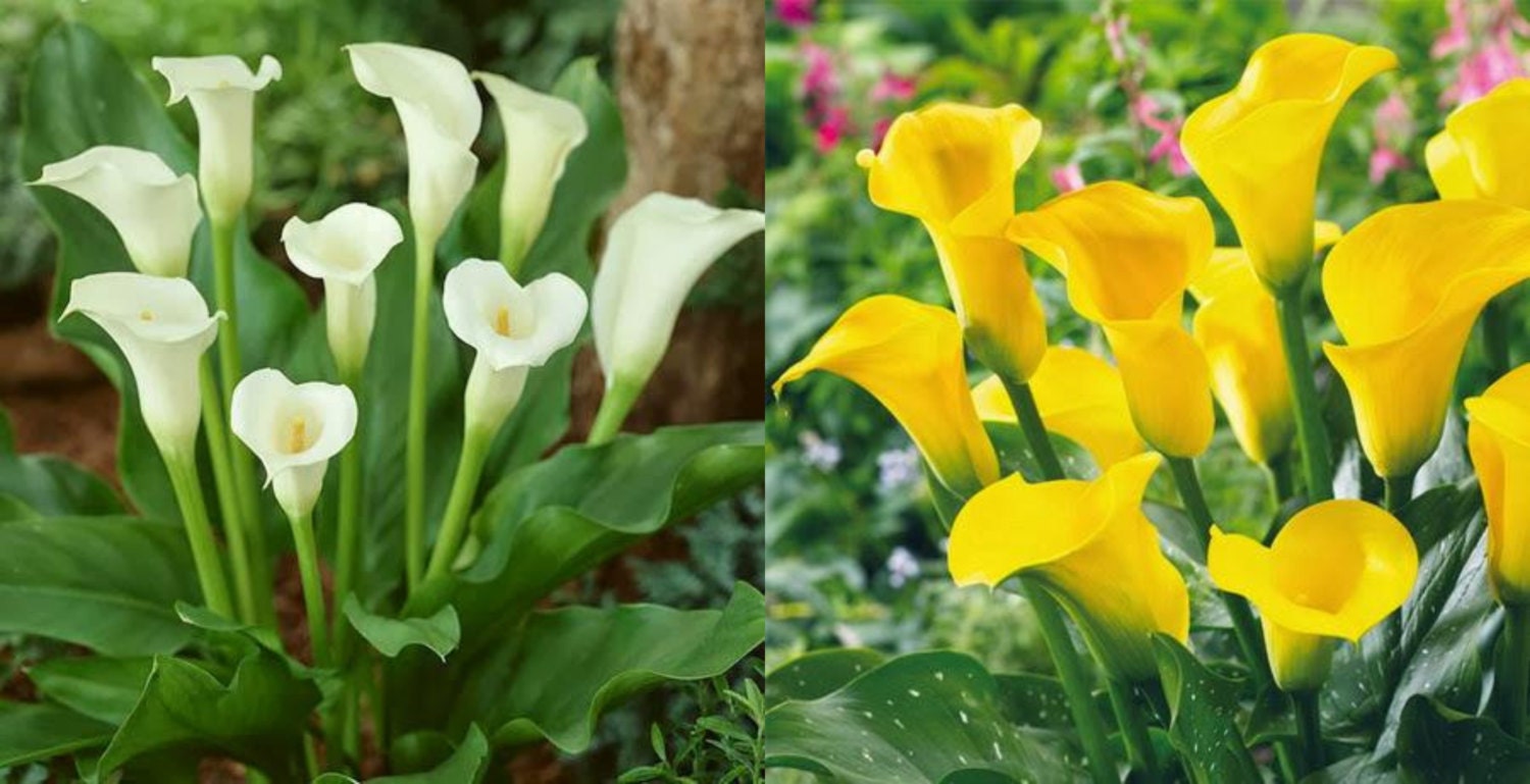 Cutter Calla Lily Lilly Orchid Flower Petal Leaf Set Leaves Mold Floral ...