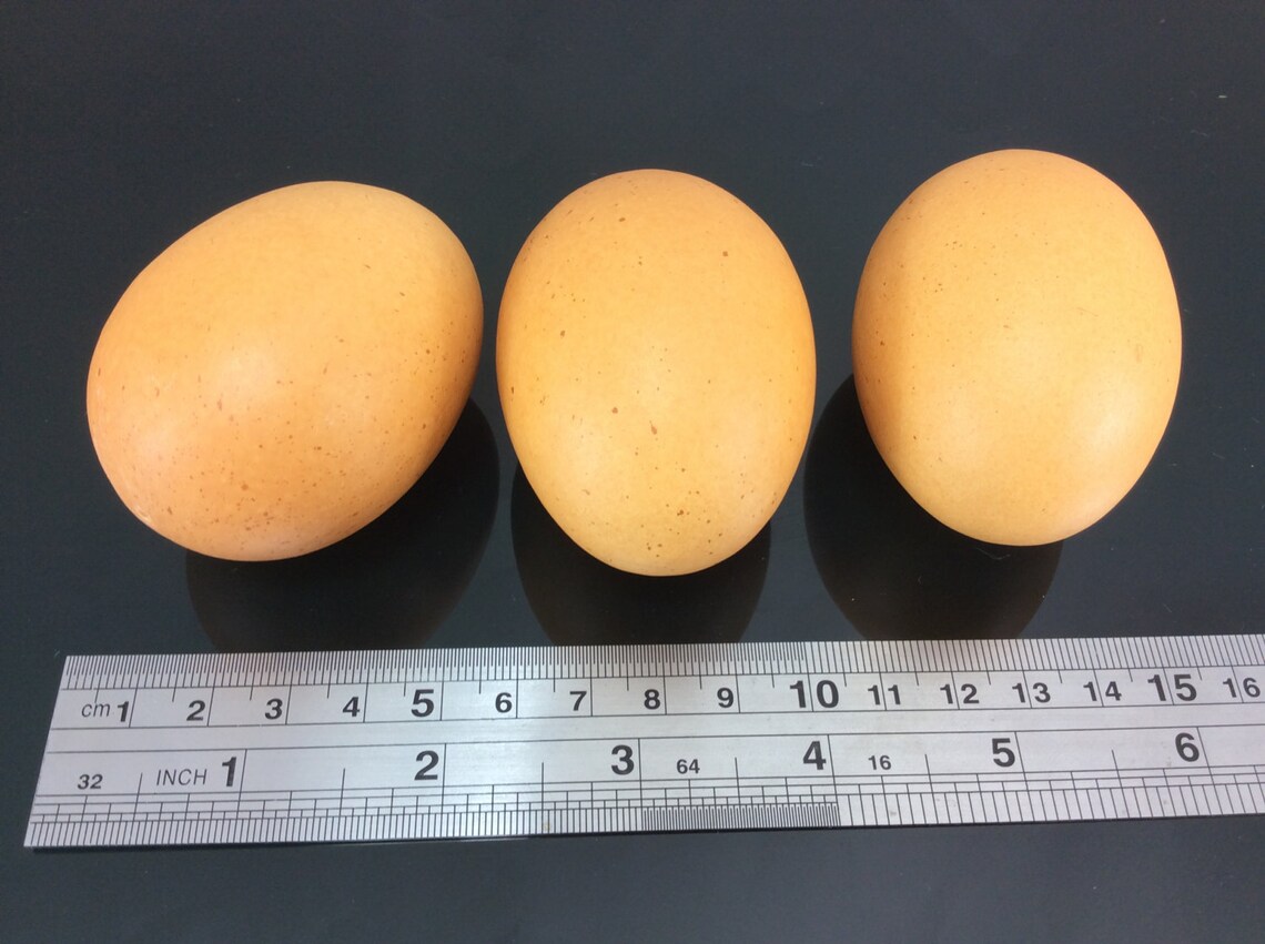 Egg Artificial Lifelike Simulation Faux Fake Chicken Egg 3 Pieces - Etsy