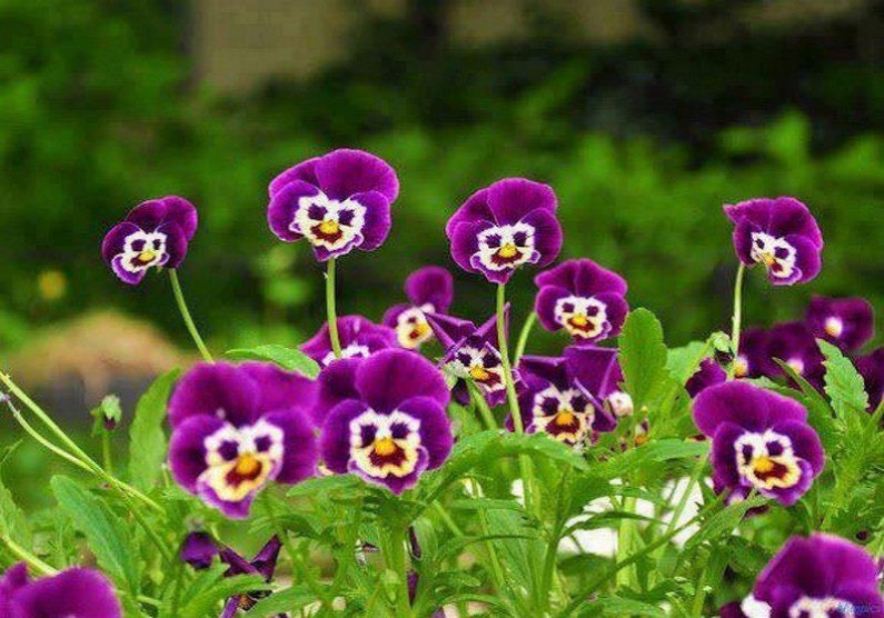 Cutter Pansy Brunig Viola Tricolor Hortensis Flower Petal Leaf Set ...