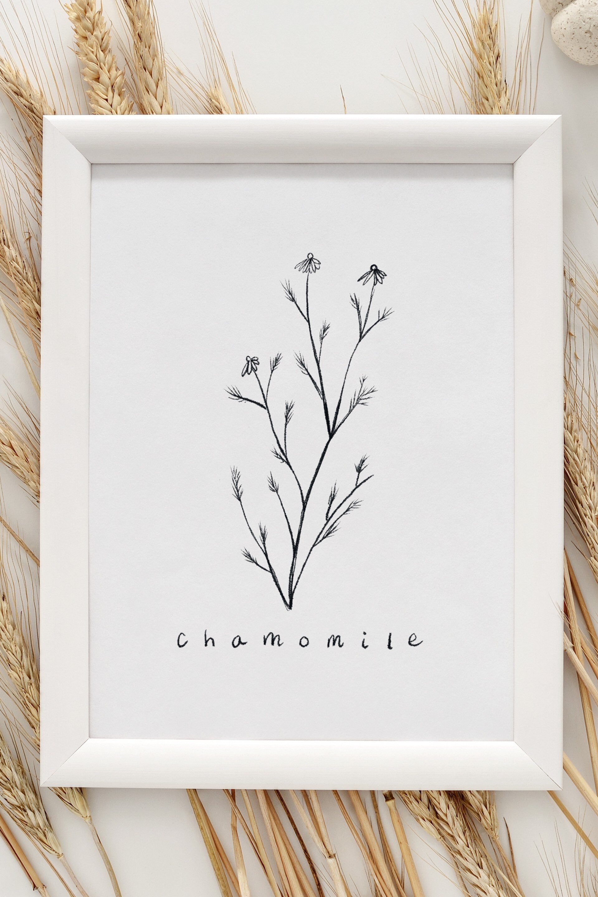 Chamomile Line Drawing-digital DOWNLOAD - Etsy