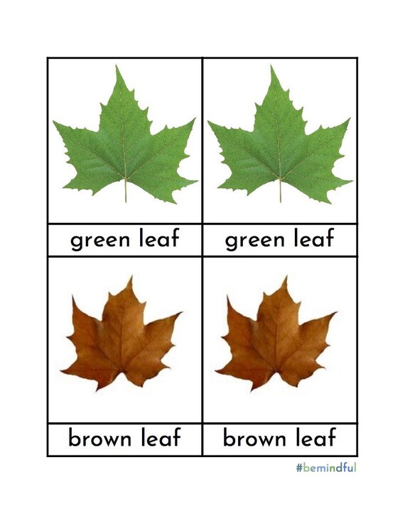 Leaves Names And Colors