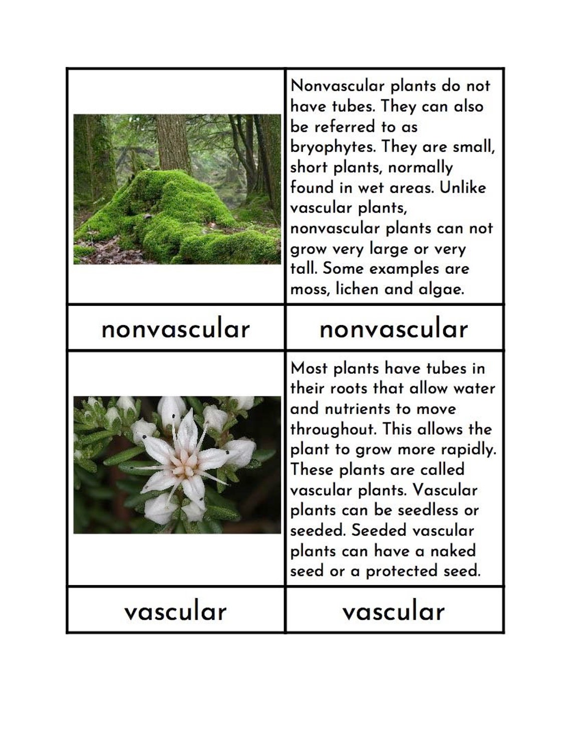 Types of Plants Montessori Three Part Cards - Etsy