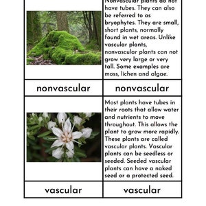 Types of Plants Montessori Three Part Cards - Etsy Canada