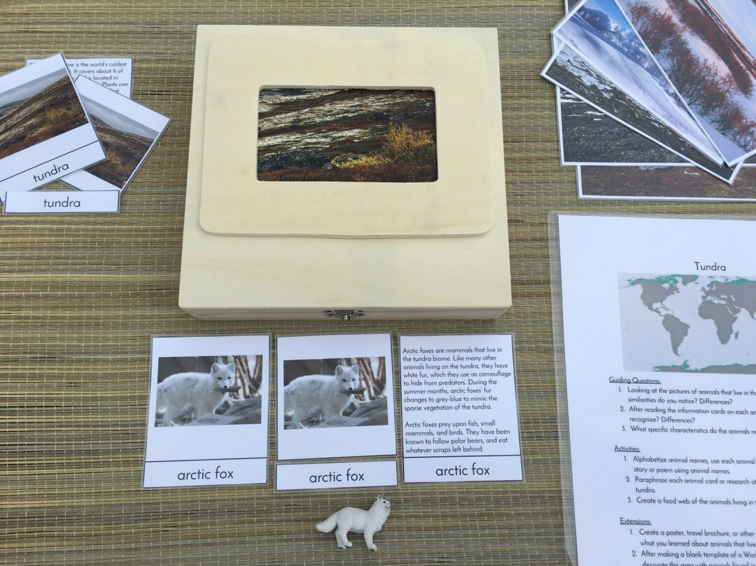 Biome Box Tundra Objects & Three/four Part Cards - Etsy
