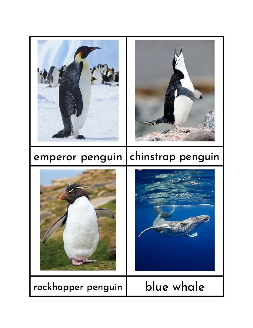 Animals of Antarctica Montessori Three/four Part Cards - Etsy