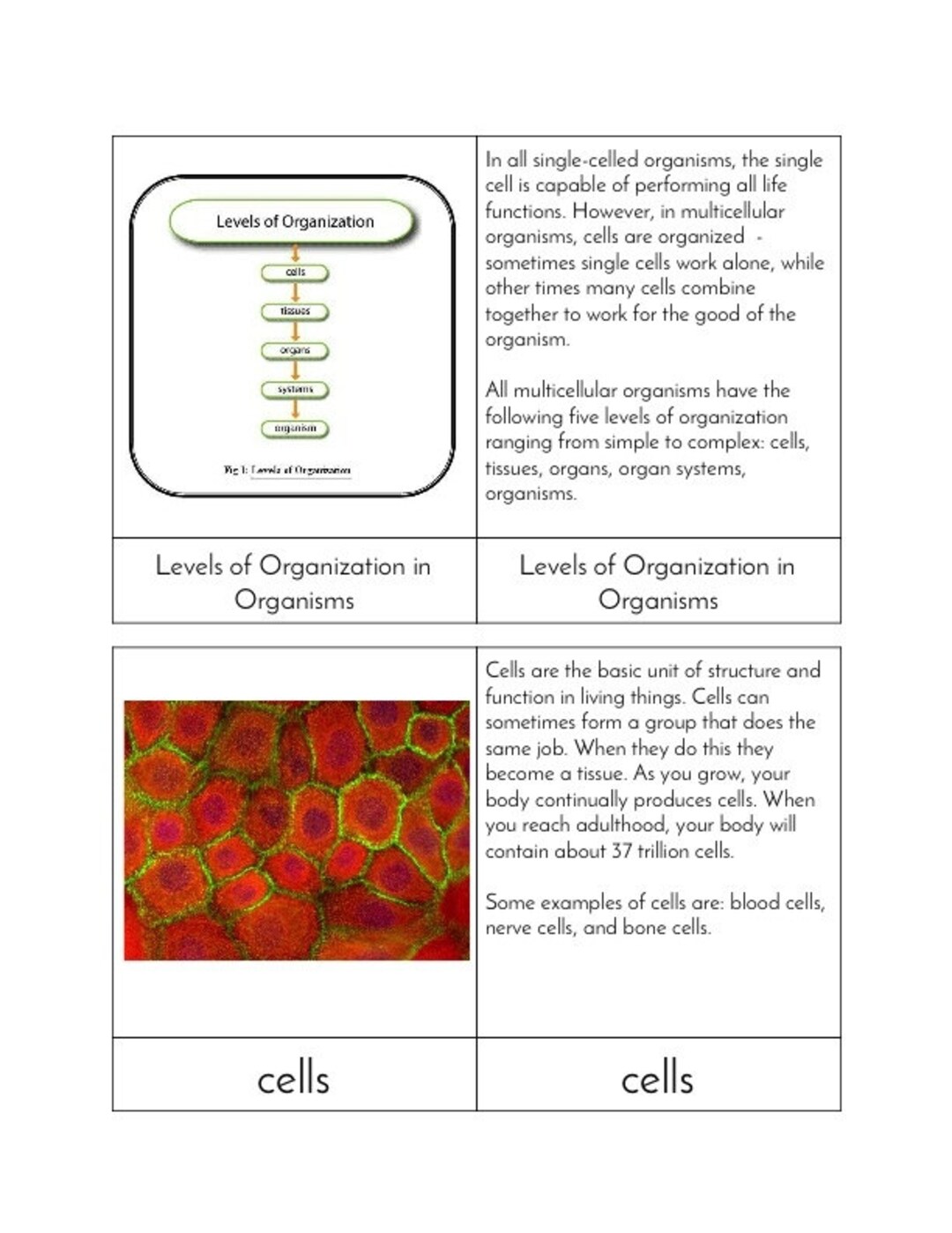 Levels of Organization in Organisms Montessori Three Part Cards - Etsy