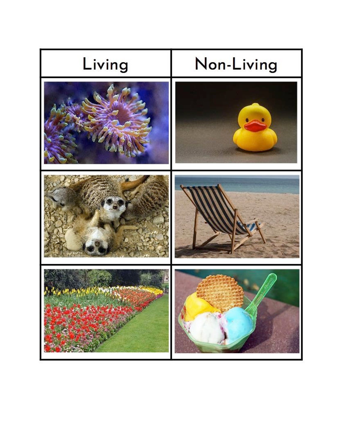 Living and Non-living Sorting Cards - Etsy