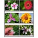 Montessori Flowers Three/four Part Cards With Matching Objects - Etsy