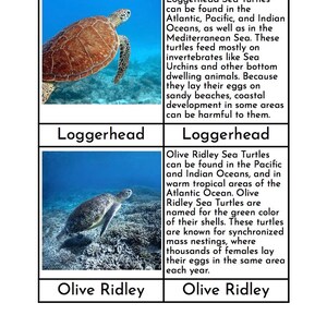 Types of Sea Turtles Three/four Part Cards - Etsy